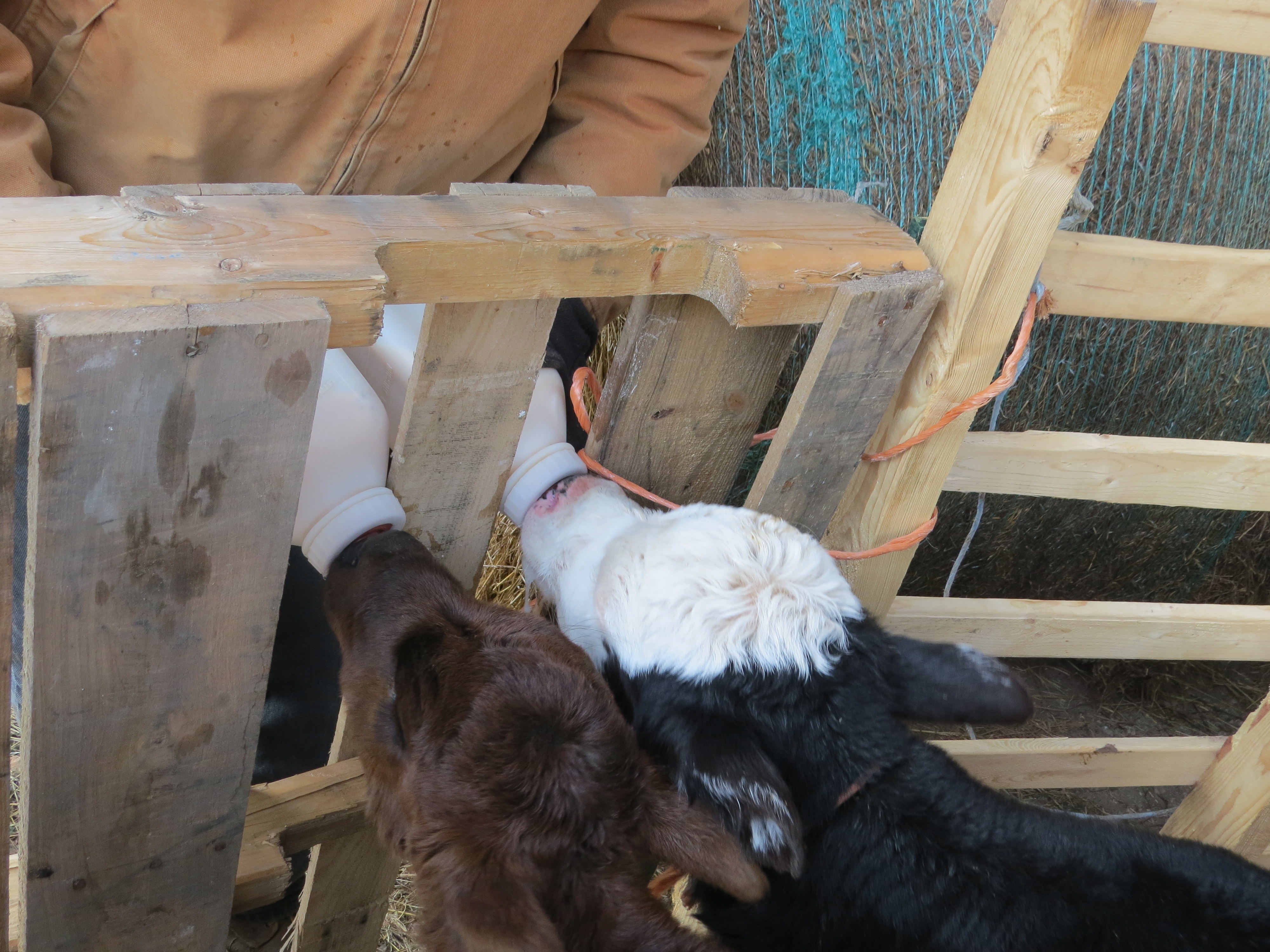 Two Orphan Calves | Country Chatter
