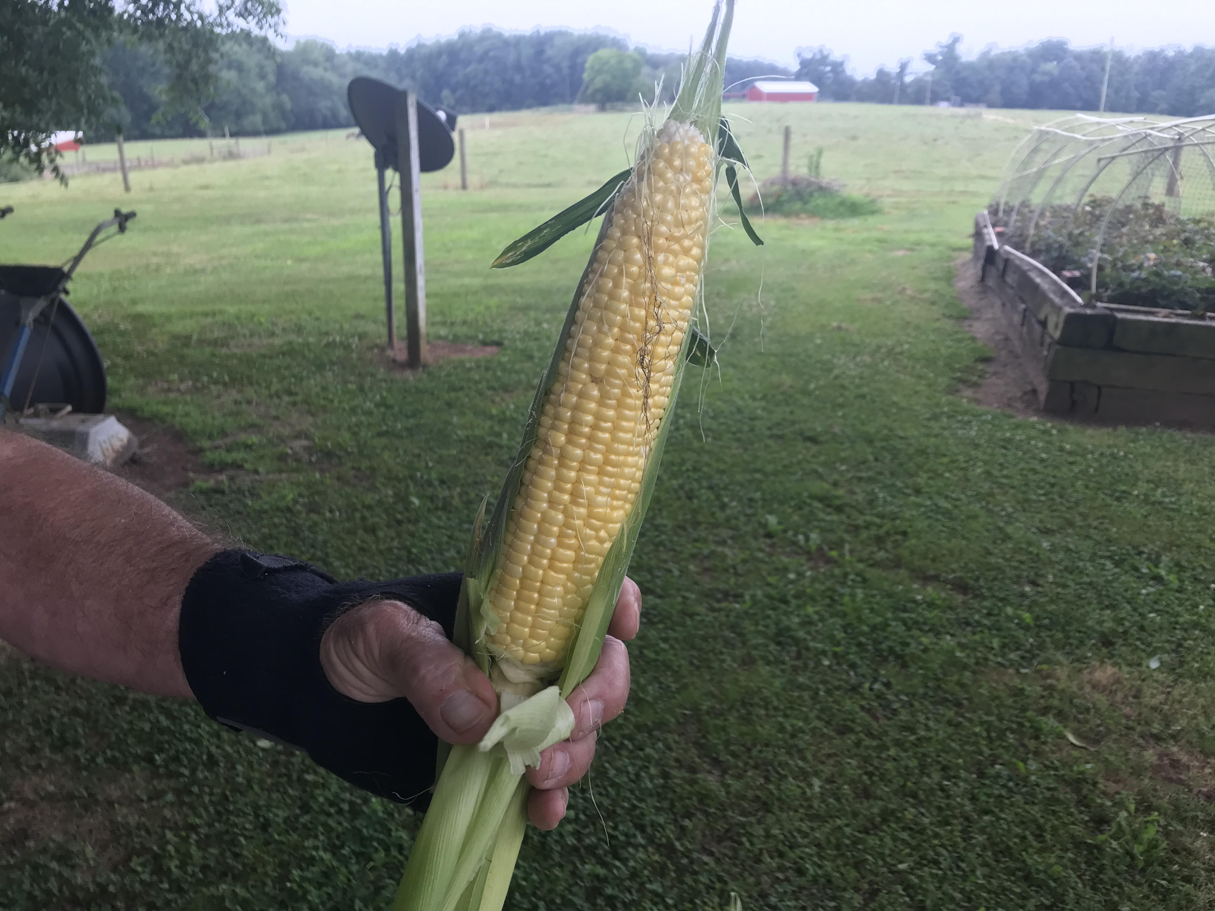 Sweet Corn Day | Country Chatter